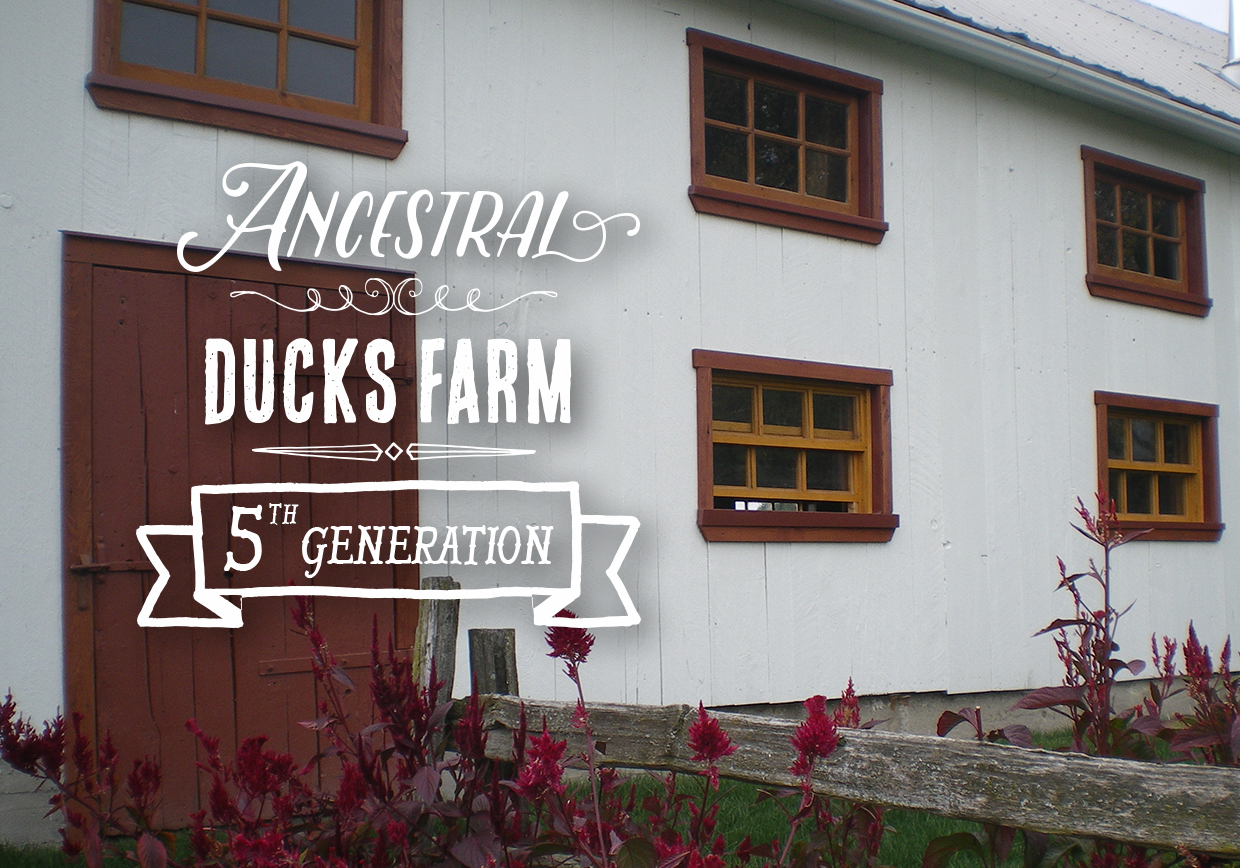 Canard du Village, family operated duck farm specialized Muscovy ducks